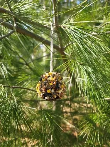 Fun and Easy DIY Pinecone Bird Feeders with Toddlers: A Nature Craft ...